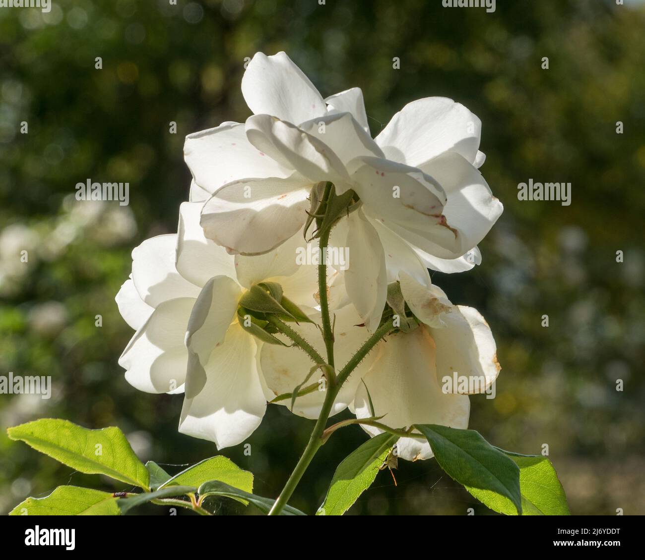 White Roses, beautiful romantic flowers growing in the afternoon ...