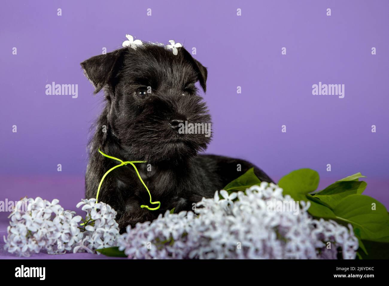 Shnauzer puppy with spring lilac fliwers on purple backround. Young ...