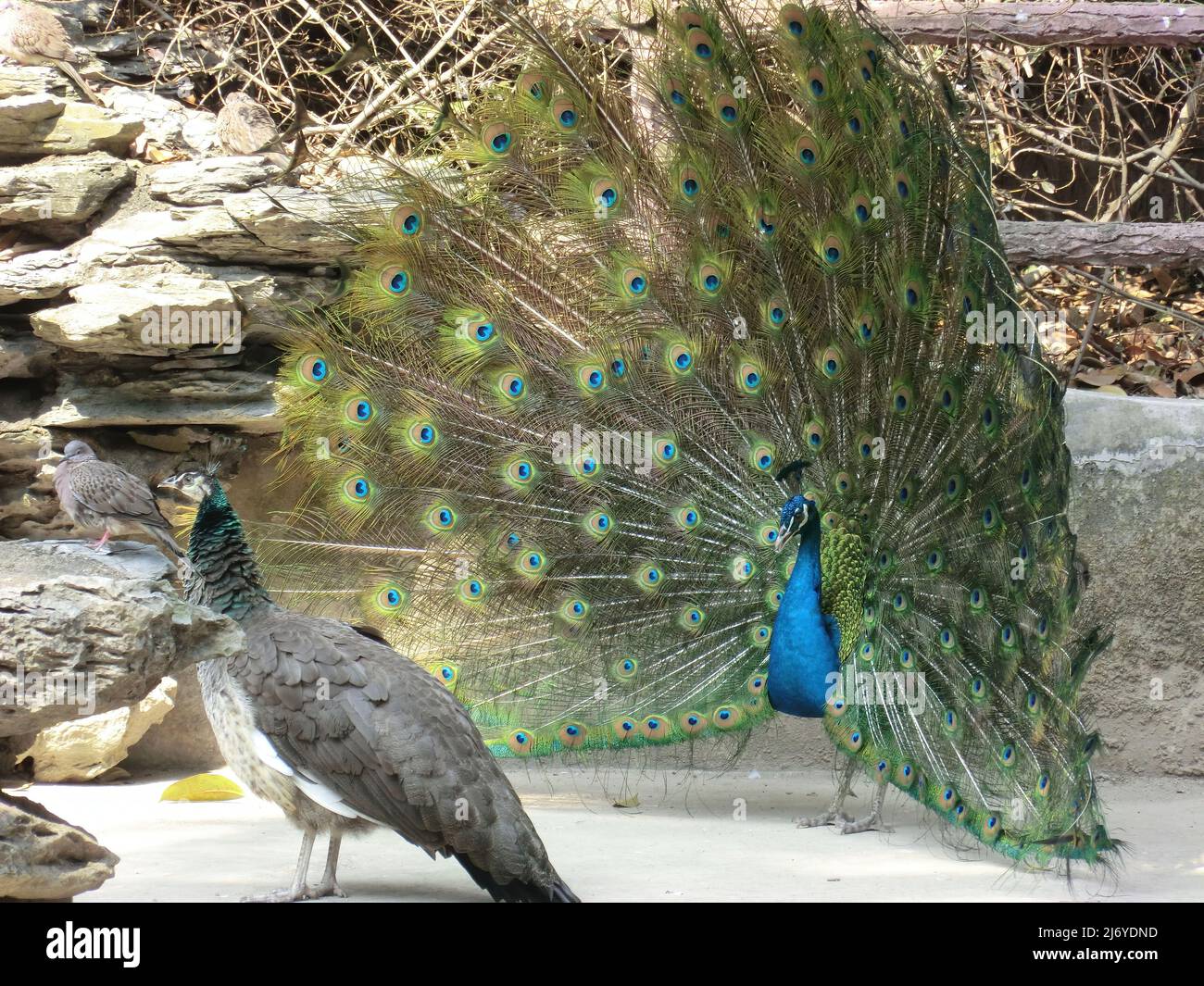 Close up shot of peacock showing its fan to female at China Stock Photo ...