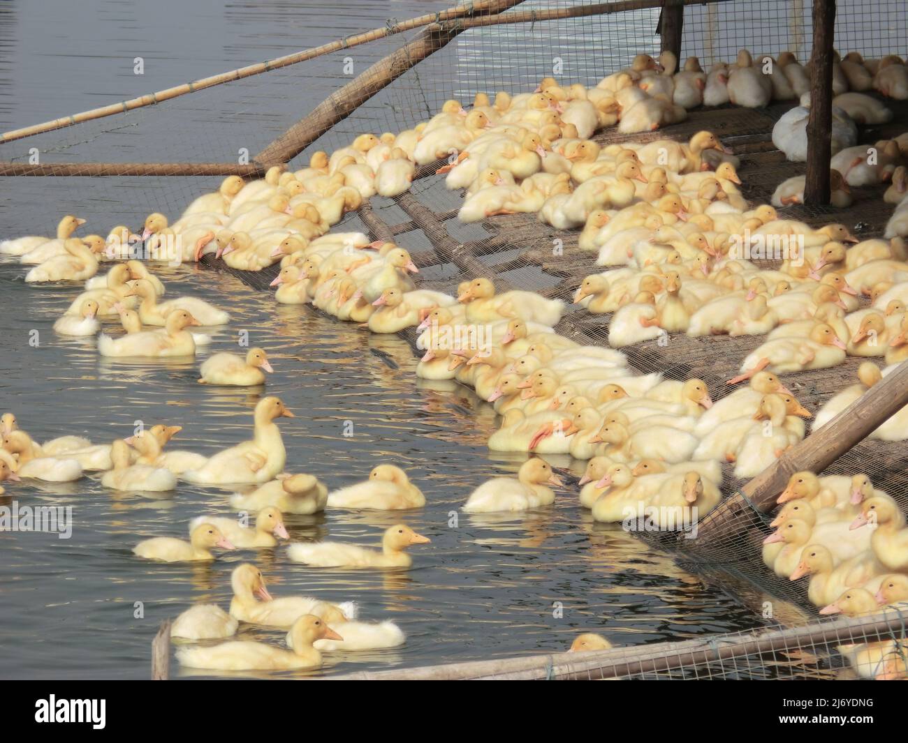 China duck farm hi-res stock photography and images - Alamy