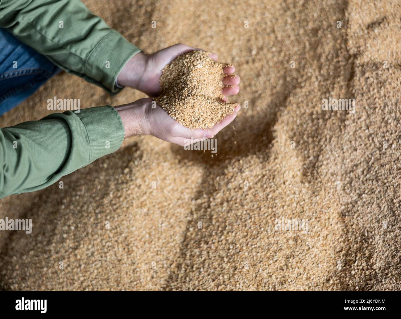 Handful of soybean hulls in hands of male farmer Stock Photo - Alamy