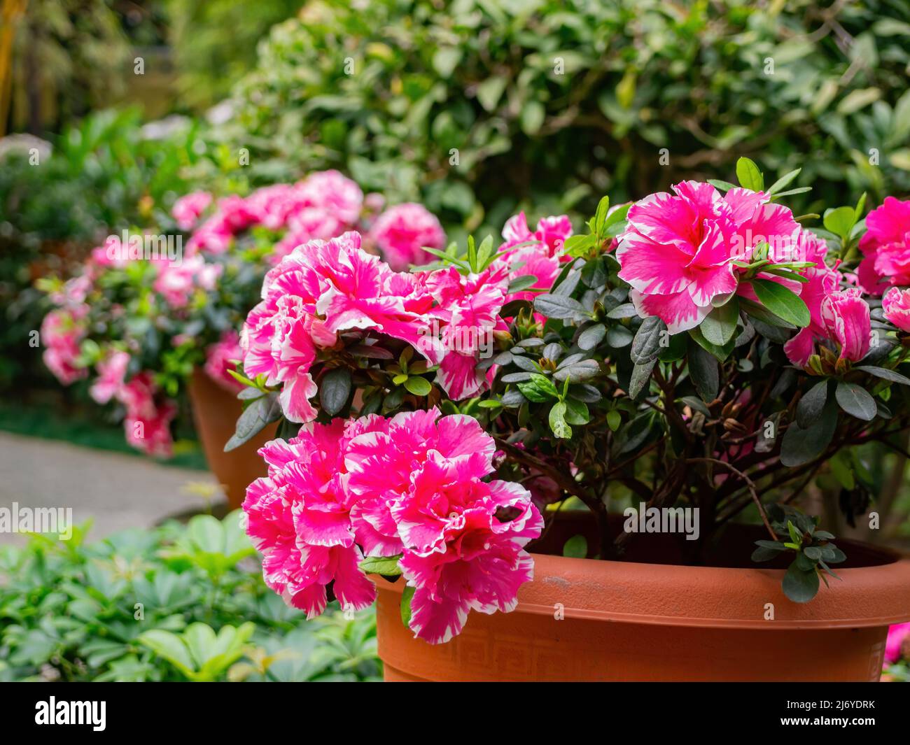 Close up shot of Azalea blossom in Lou Lim Ieoc Garden at Macau, China ...