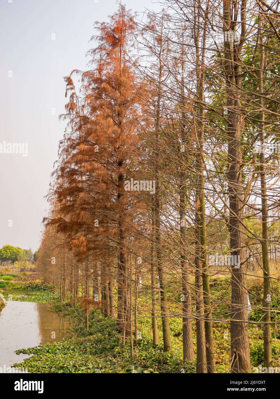 Sunny view of a rural farm at Zhuhai, China Stock Photo - Alamy