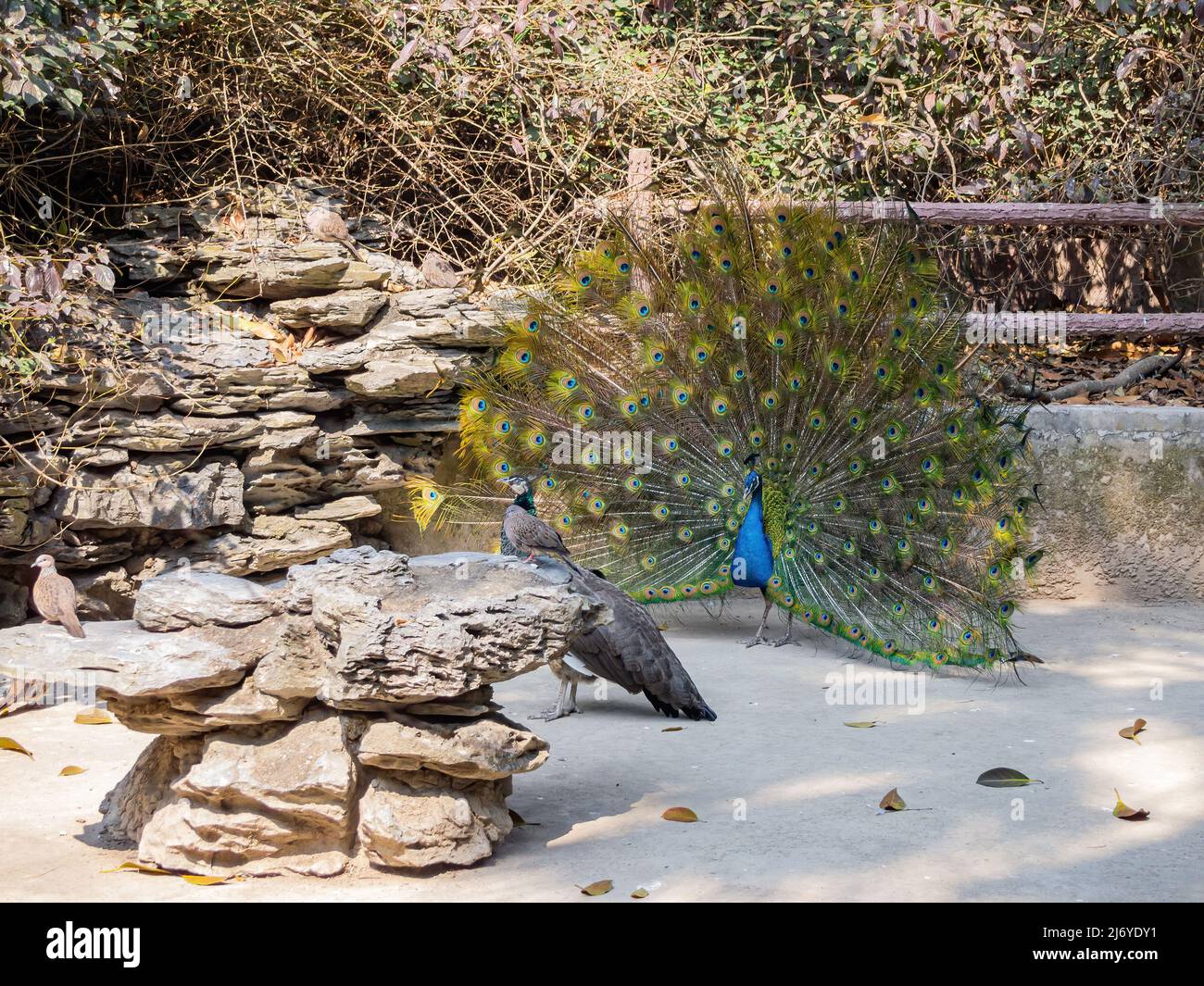 Close up shot of peacock showing its fan to female at China Stock Photo ...