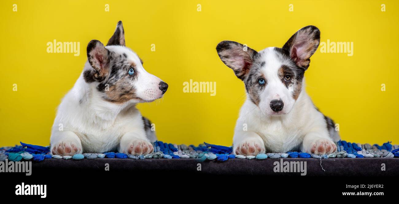 Blue merl corgi color. Welsh corgi puppy with different eyes in studio ...