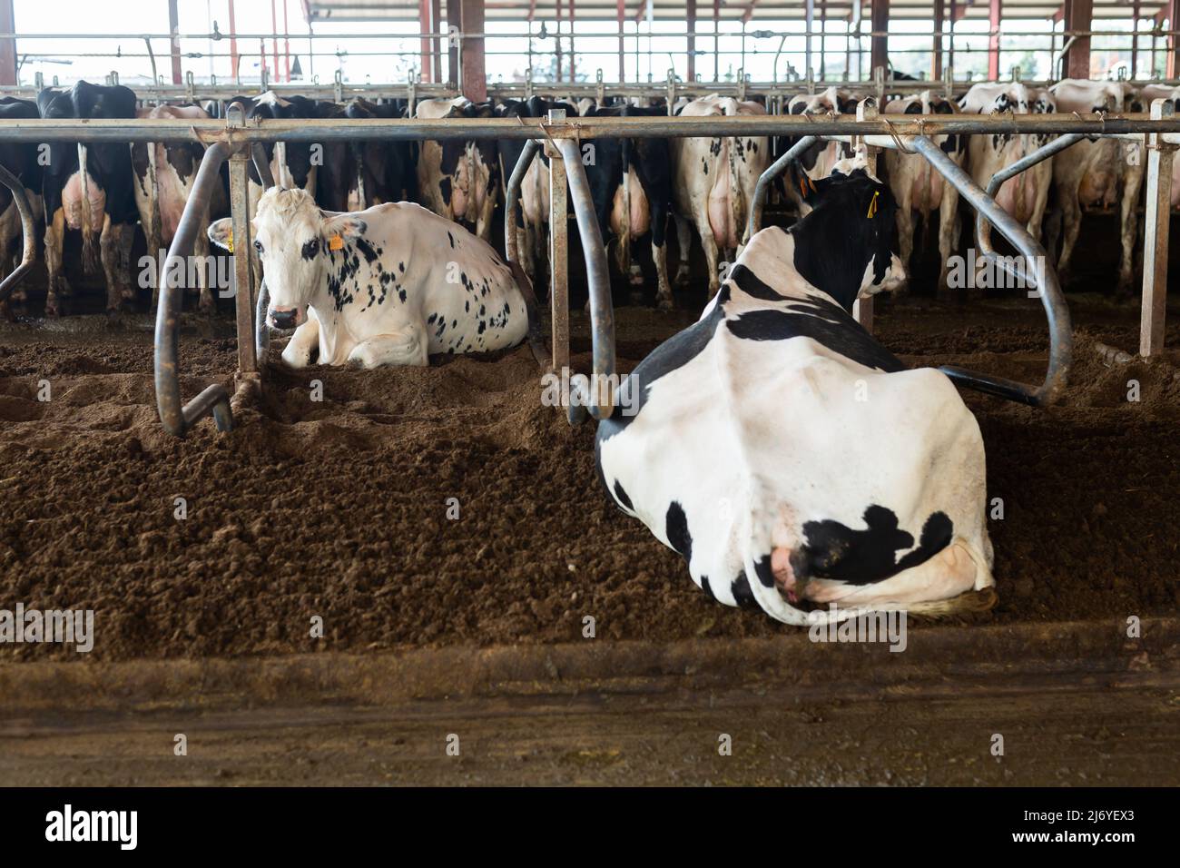 Cows in cowshed at farm, back view Stock Photo - Alamy