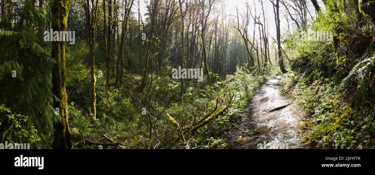 A beautiful trail winds through thriving trees, ferns, and other ...