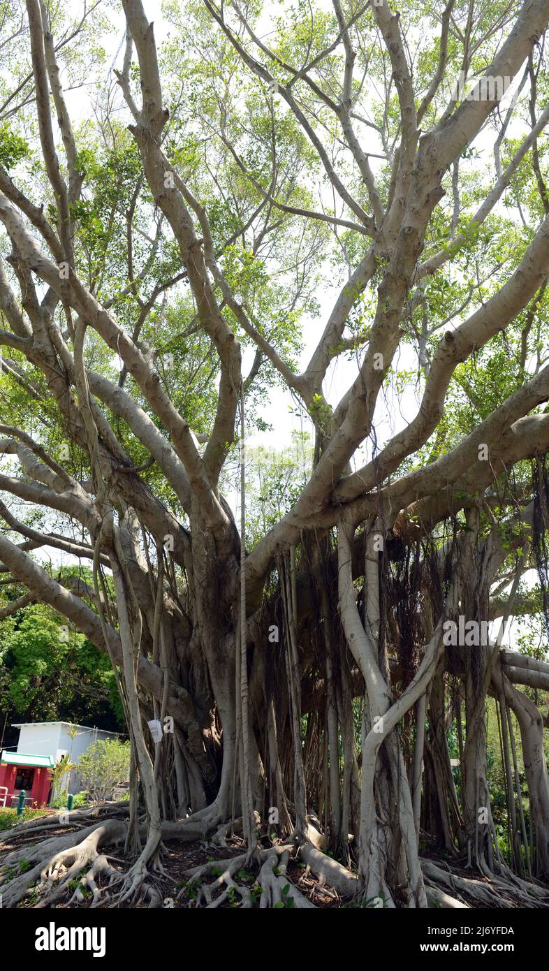 Banyan tree hong kong hi-res stock photography and images - Alamy