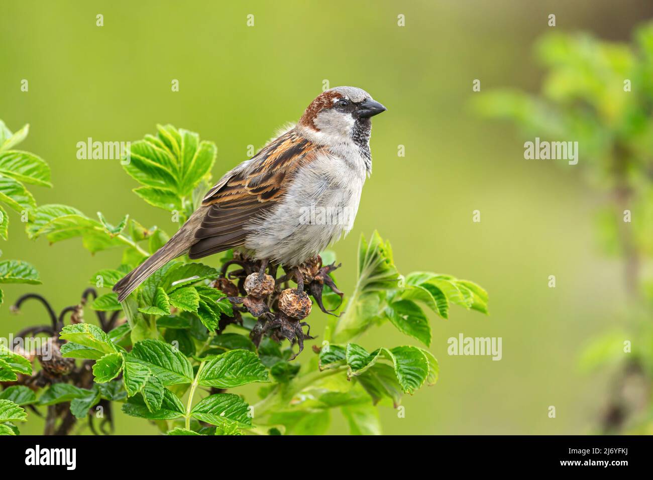 Brown house sparrow hi-res stock photography and images - Alamy