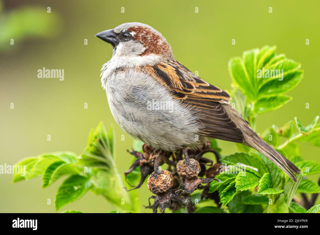 Brown house sparrow hi-res stock photography and images - Alamy