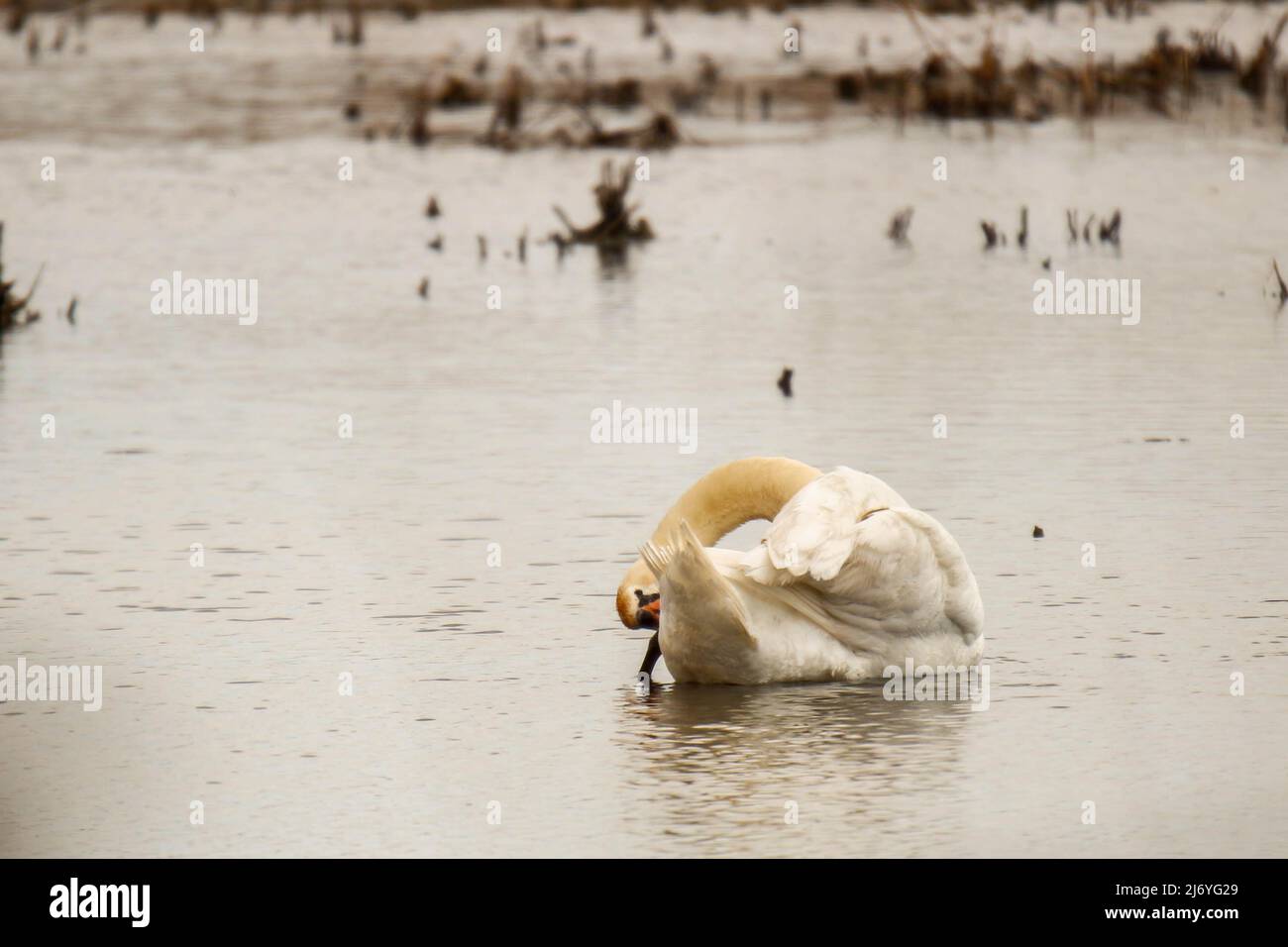 A mute swan is invasive in Canada Stock Photo - Alamy
