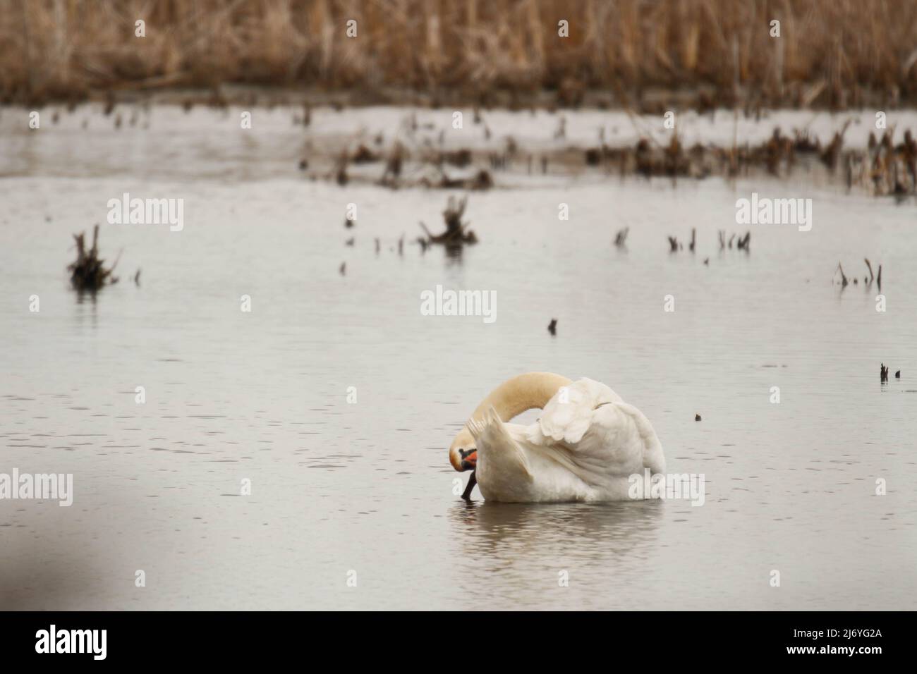 A mute swan is invasive in Canada Stock Photo - Alamy