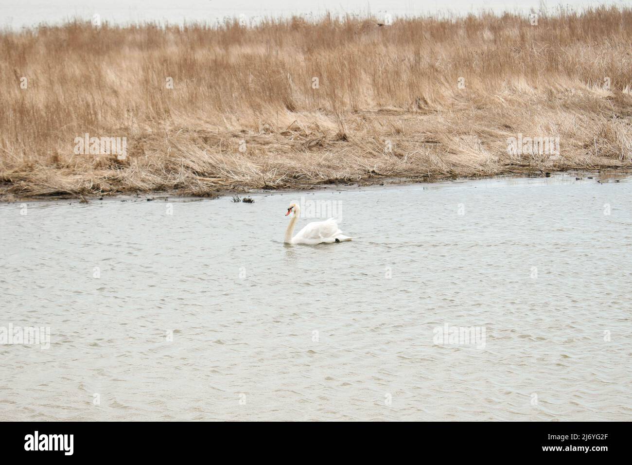 A mute swan is invasive in Canada Stock Photo - Alamy