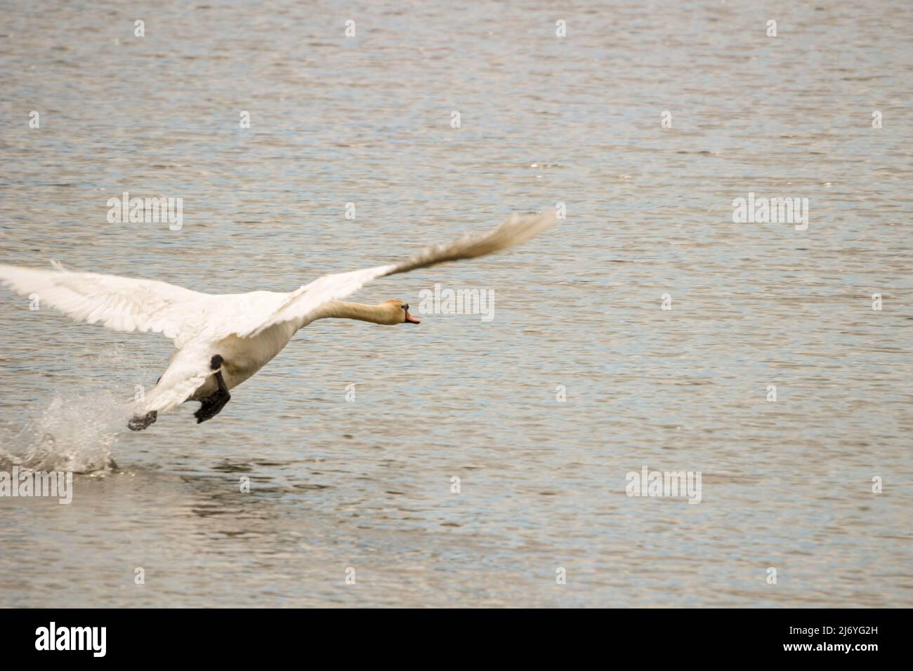 A mute swan is invasive in Canada Stock Photo - Alamy