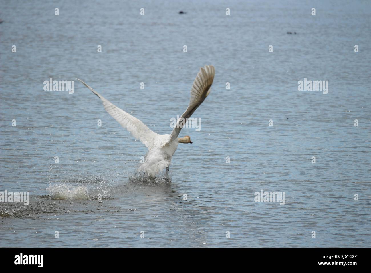 A mute swan is invasive in Canada Stock Photo - Alamy