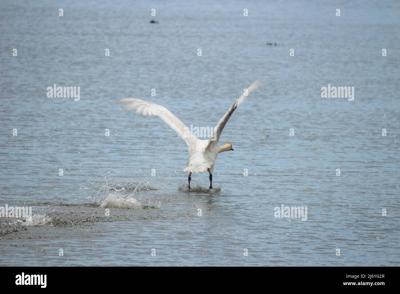 A mute swan is invasive in Canada Stock Photo - Alamy