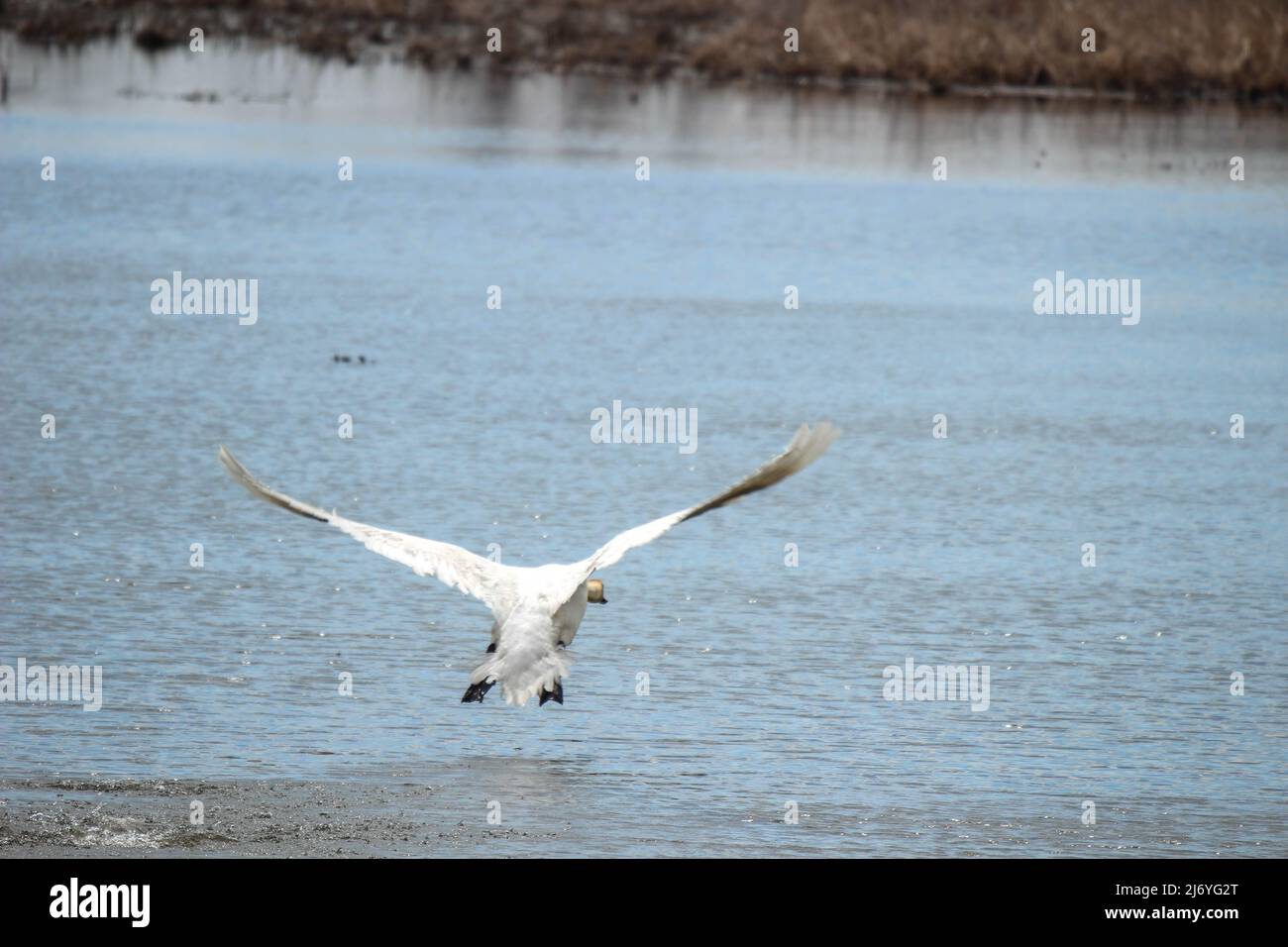 A mute swan is invasive in Canada Stock Photo - Alamy