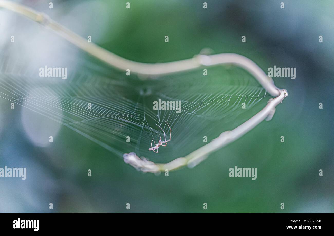 CHONGQING, CHINA - APRIL 30, 2022 - A blind spider weaves its web on ...
