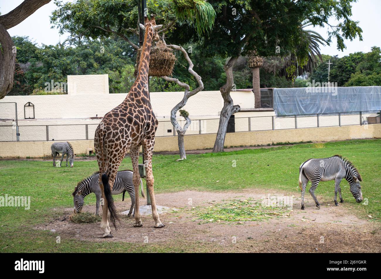 African savanna giraffes zebras hi-res stock photography and images - Alamy