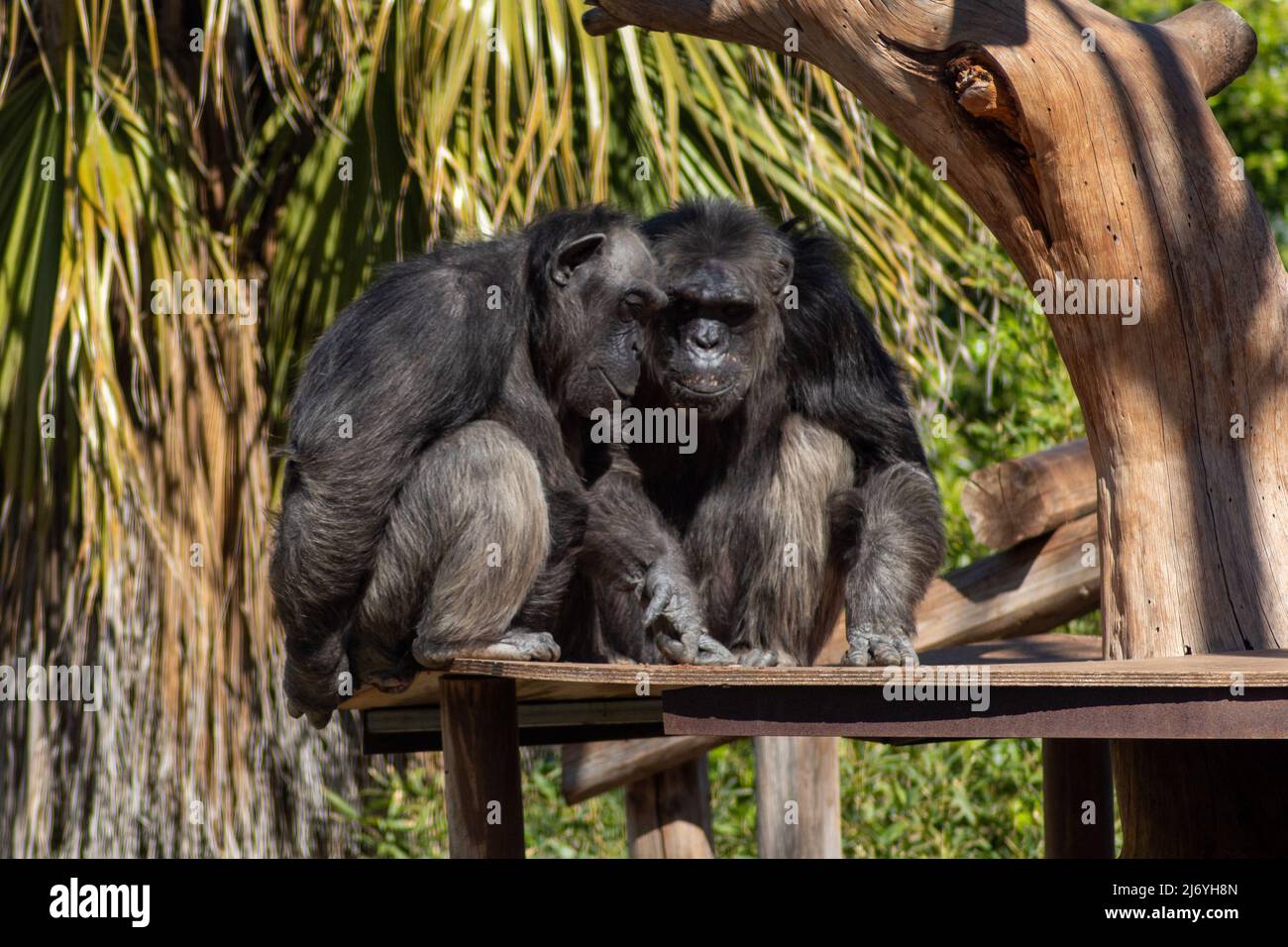 Animal friends wildlife hi-res stock photography and images - Alamy