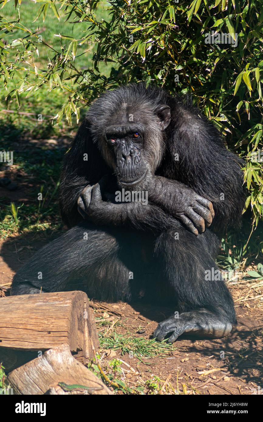 Chimpanzee sitting hi-res stock photography and images - Alamy