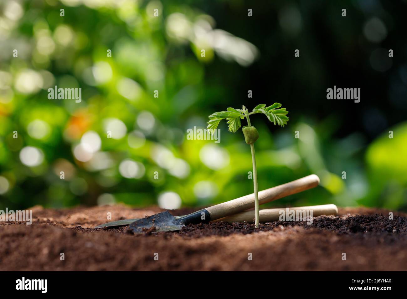 Close up Young plant (tamarind tree) growing in fertile soil Stock ...
