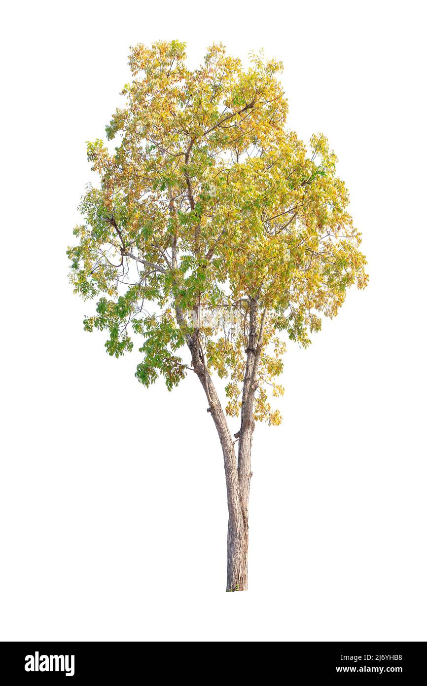 Closeup Big Mahogany Tree isolated on white background Stock Photo - Alamy