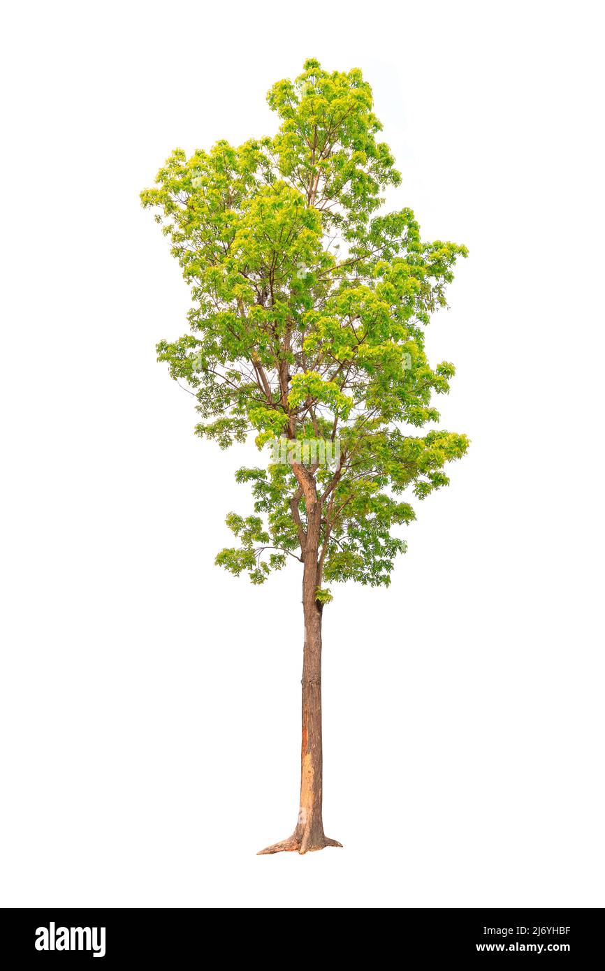 Closeup Big Mahogany Tree isolated on white background Stock Photo - Alamy