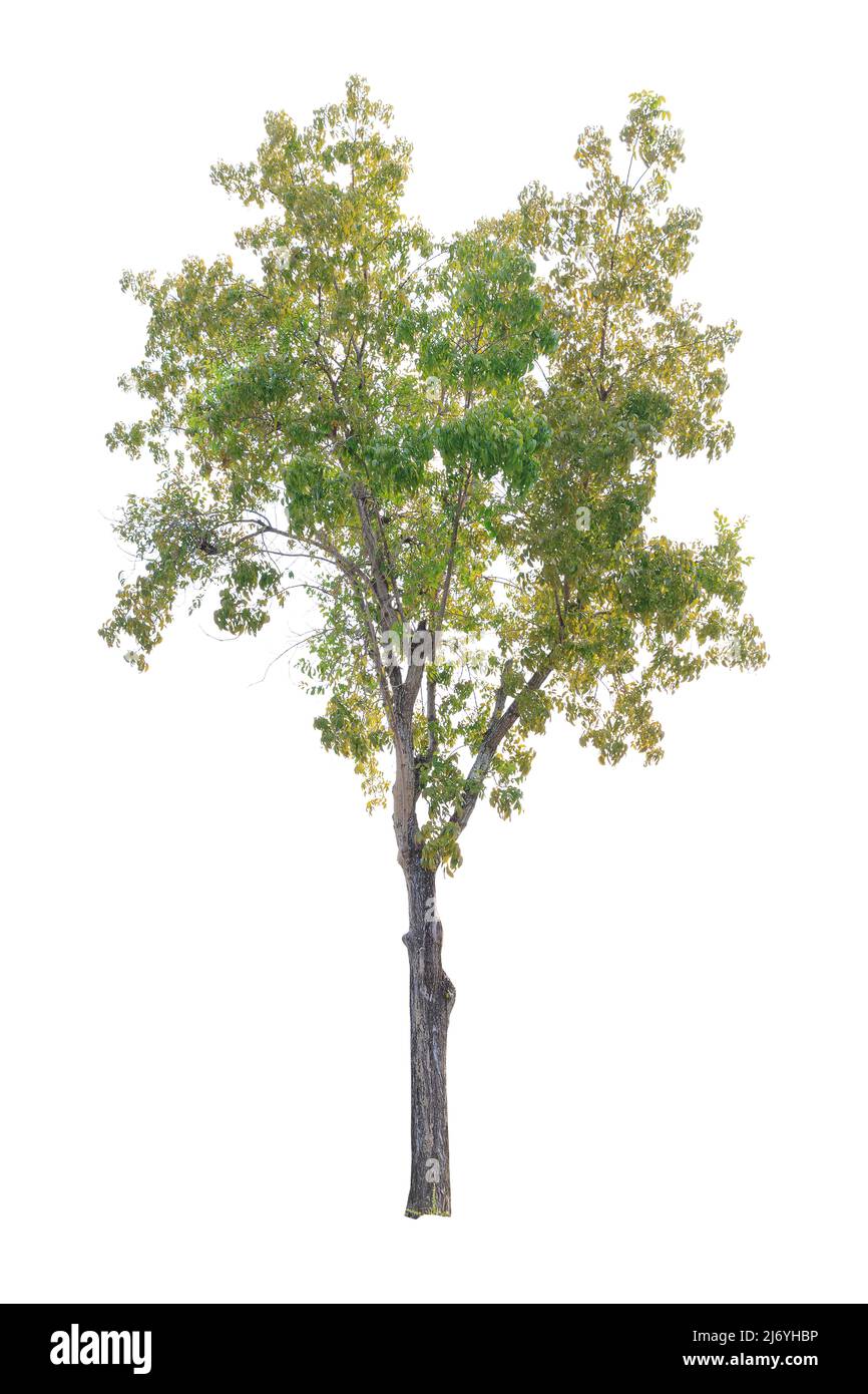 Closeup Big Mahogany Tree isolated on white background Stock Photo - Alamy