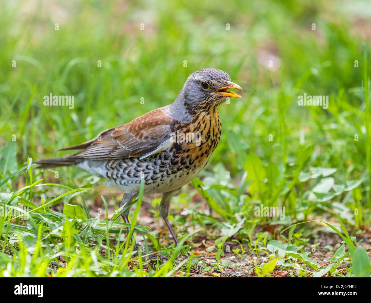 Wood bird Fieldfare on a spring lawn. Fieldfare, Turdus pilaris. Close ...