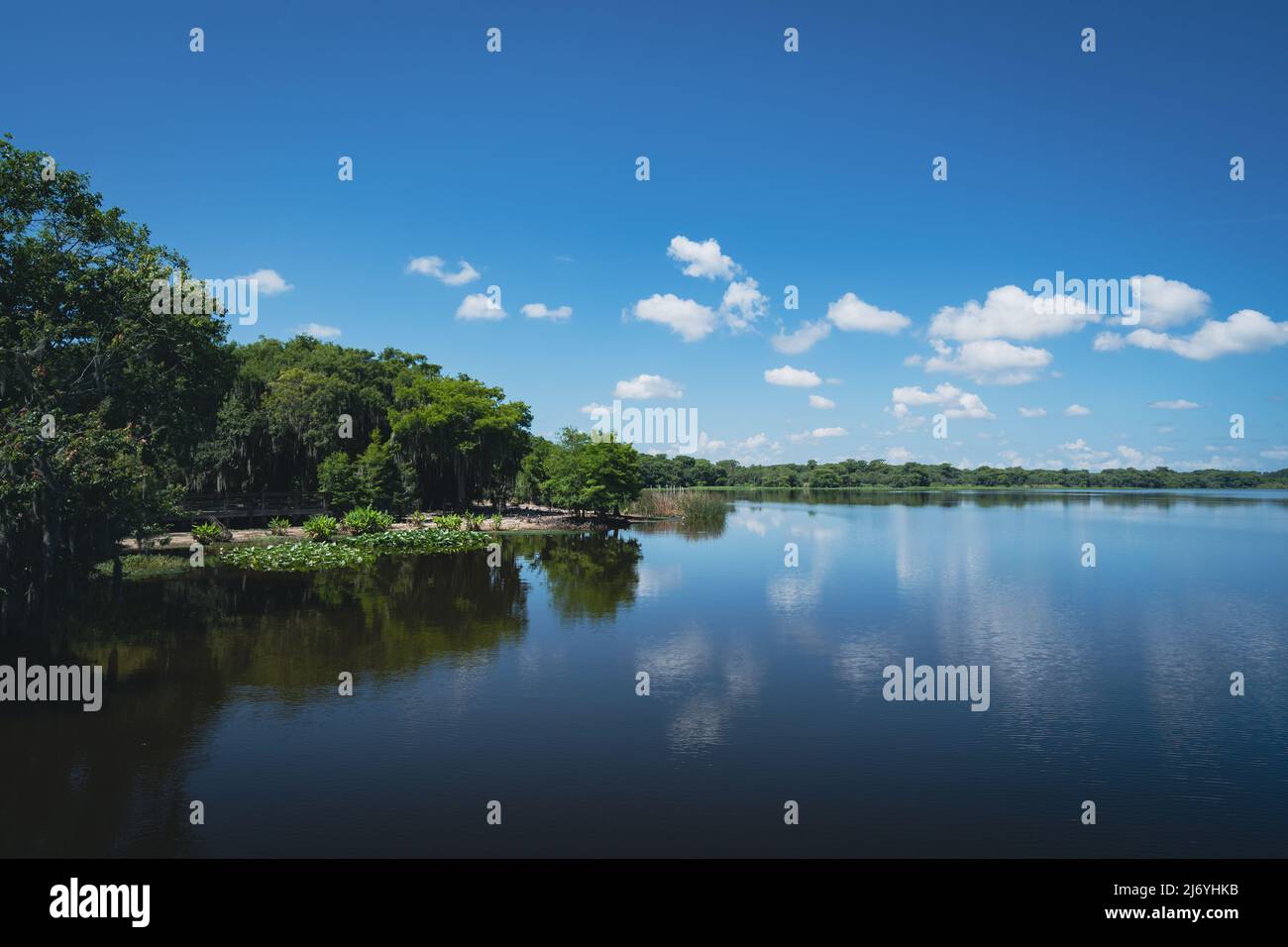 Florida nature bird gator water hi-res stock photography and images - Alamy