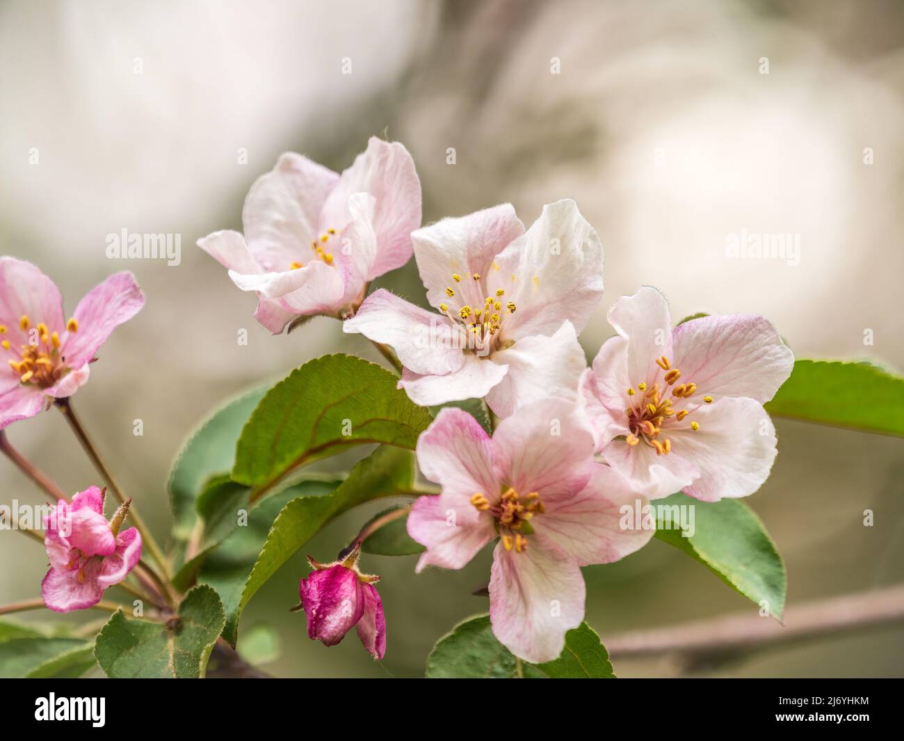 Fresh pink flowers of a blossoming apple tree with blured background ...