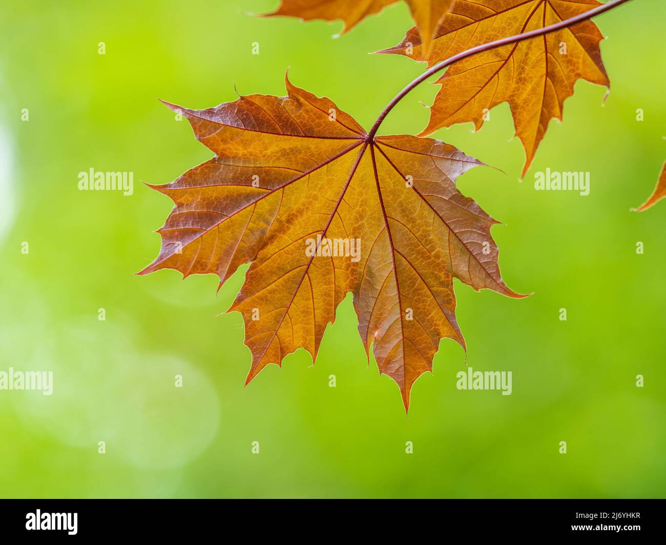 Tree branch with dark red leaves, Acer platanoides, the Norway maple ...