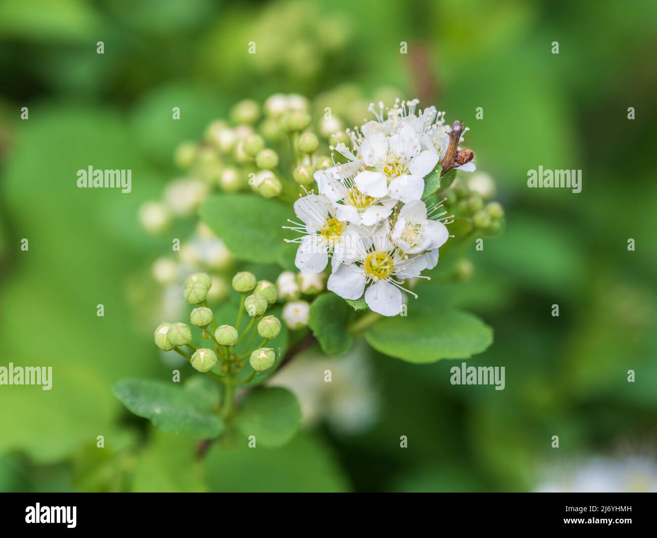 Spiraea chamaedryfolia or germander meadowsweet or elm-leaved spirea ...