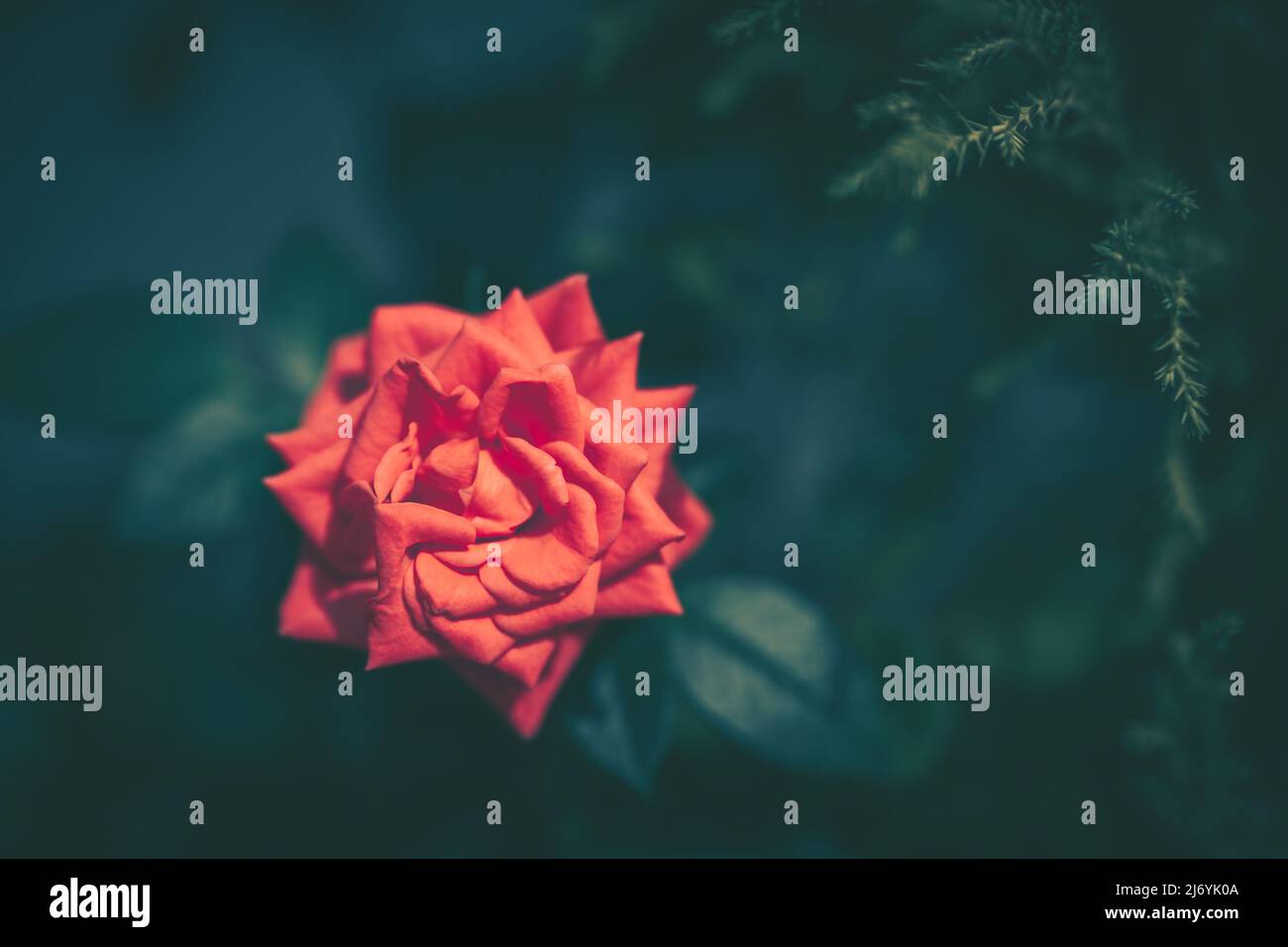 Closeup of Green leaf and Flower, Nature background or texture Stock ...