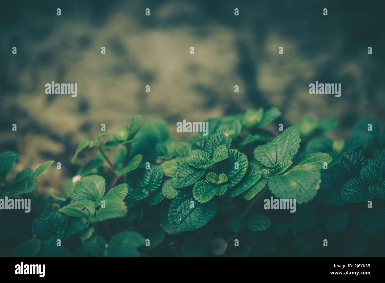 Closeup of Green leaf and Flower, Nature background or texture Stock ...
