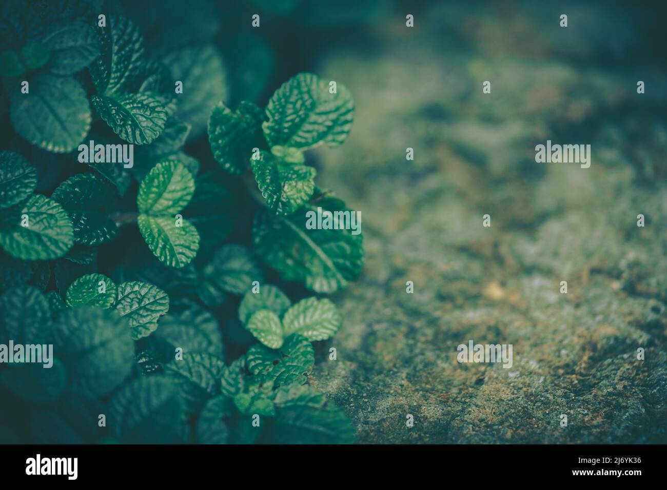 Closeup of Green leaf and Flower, Nature background or texture Stock ...