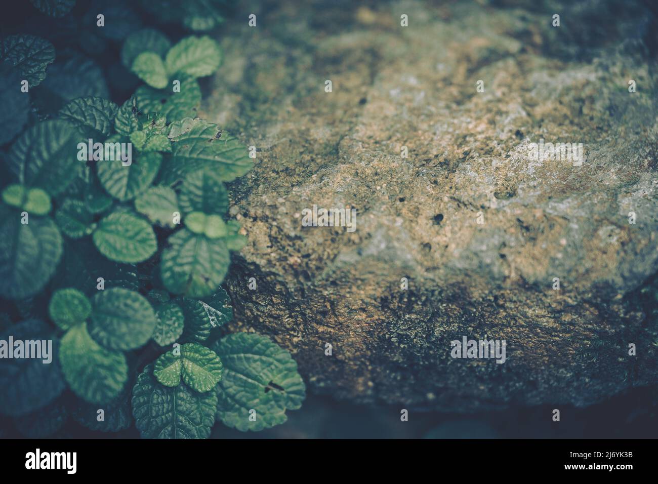 Closeup of Green leaf and Flower, Nature background or texture Stock ...