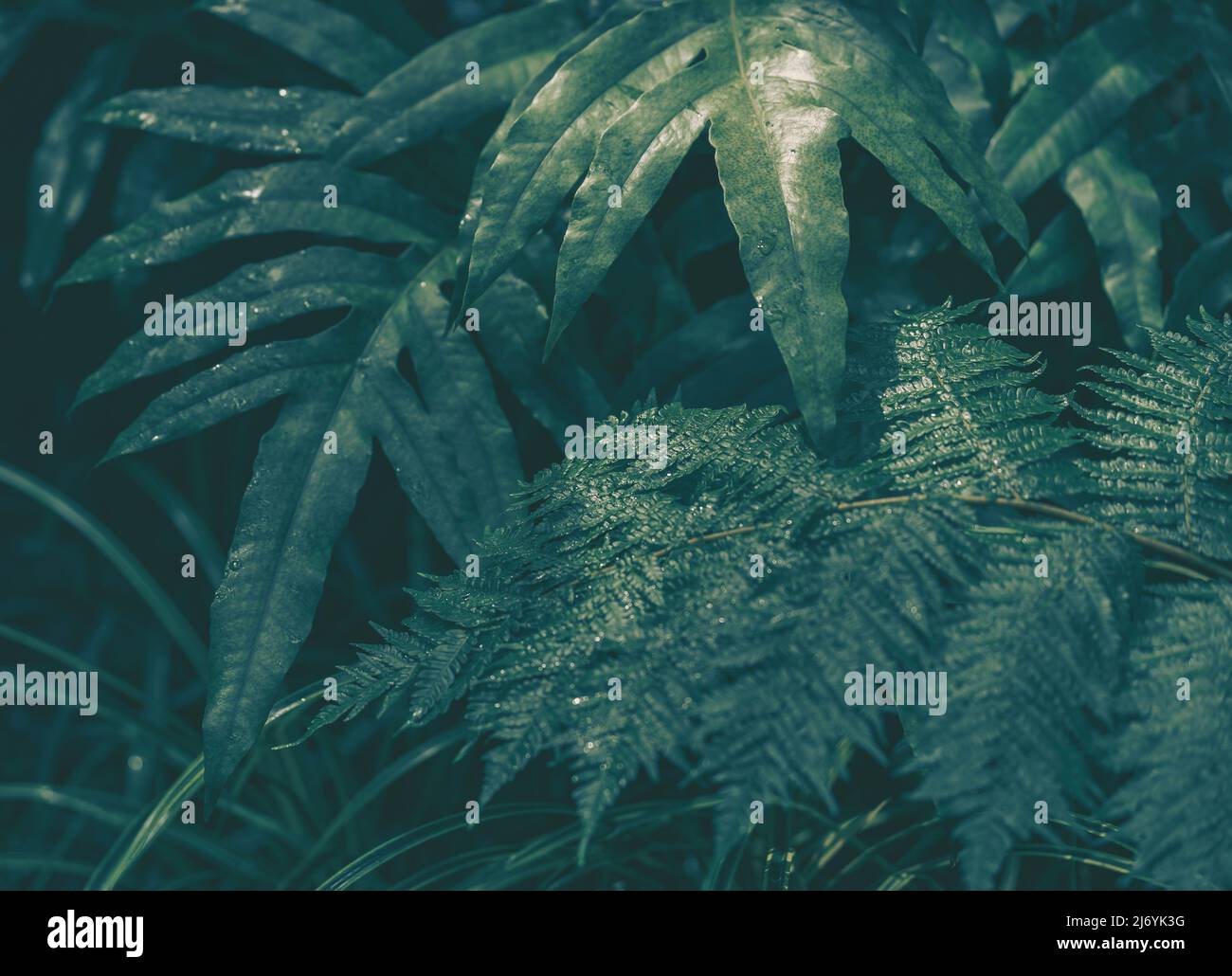 Closeup of Green leaf and Flower, Nature background or texture Stock ...