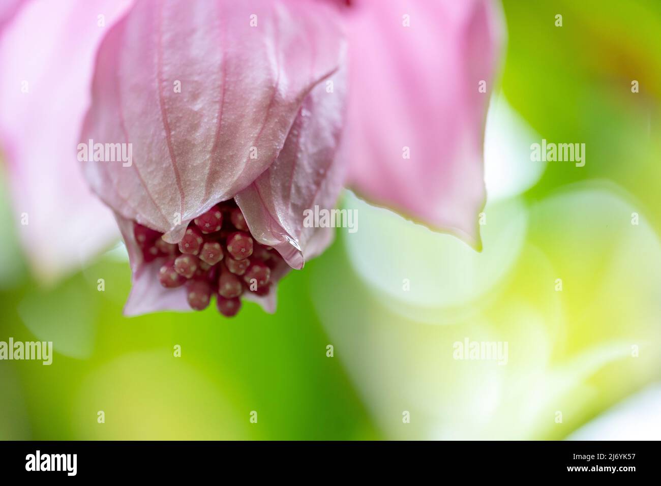 Closeup of Green leaf and Flower, Nature background or texture Stock ...