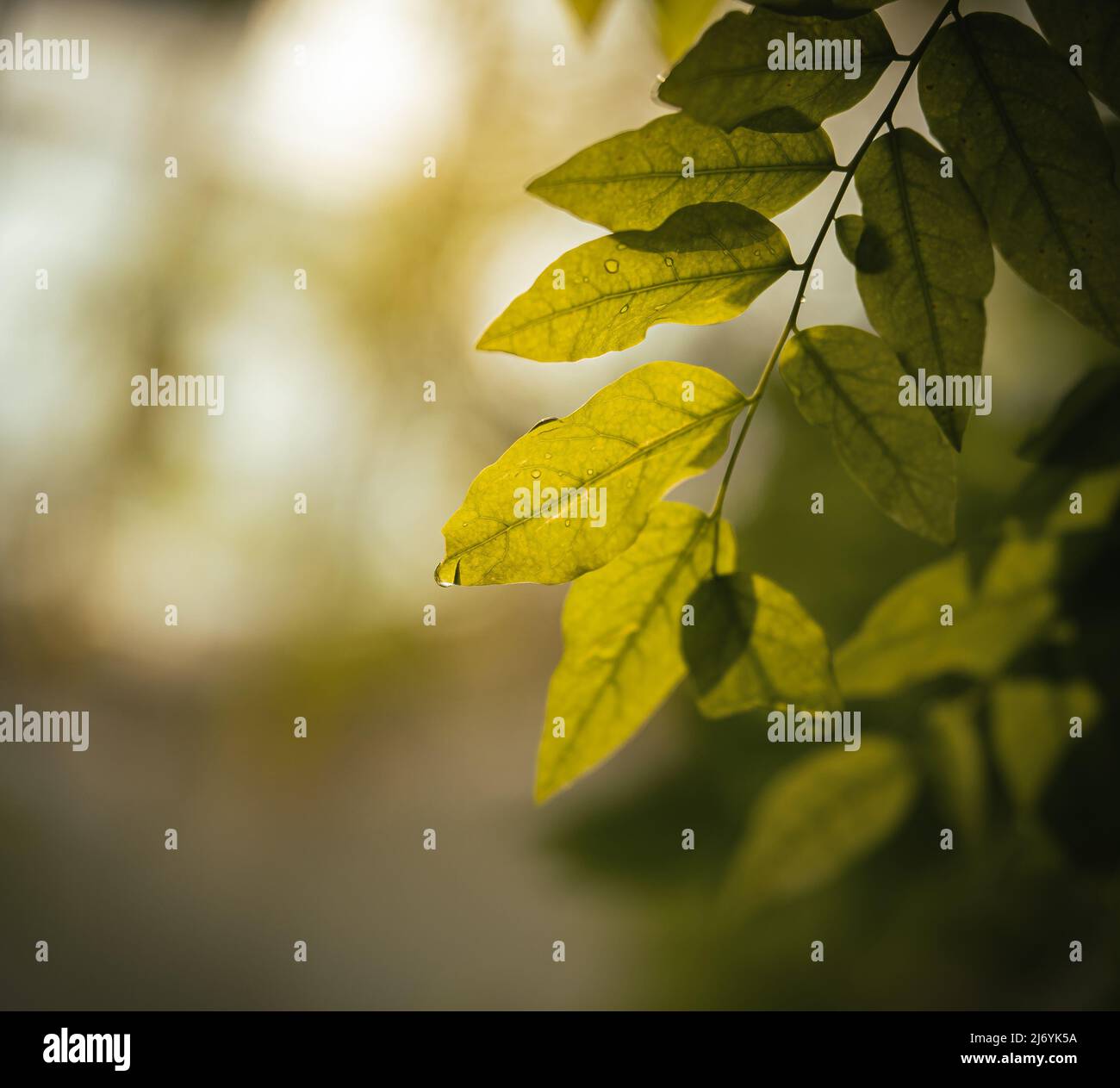 Closeup of Green leaf and Flower, Nature background or texture Stock ...