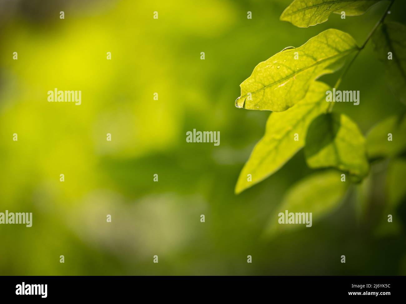 Closeup of Green leaf and Flower, Nature background or texture Stock ...