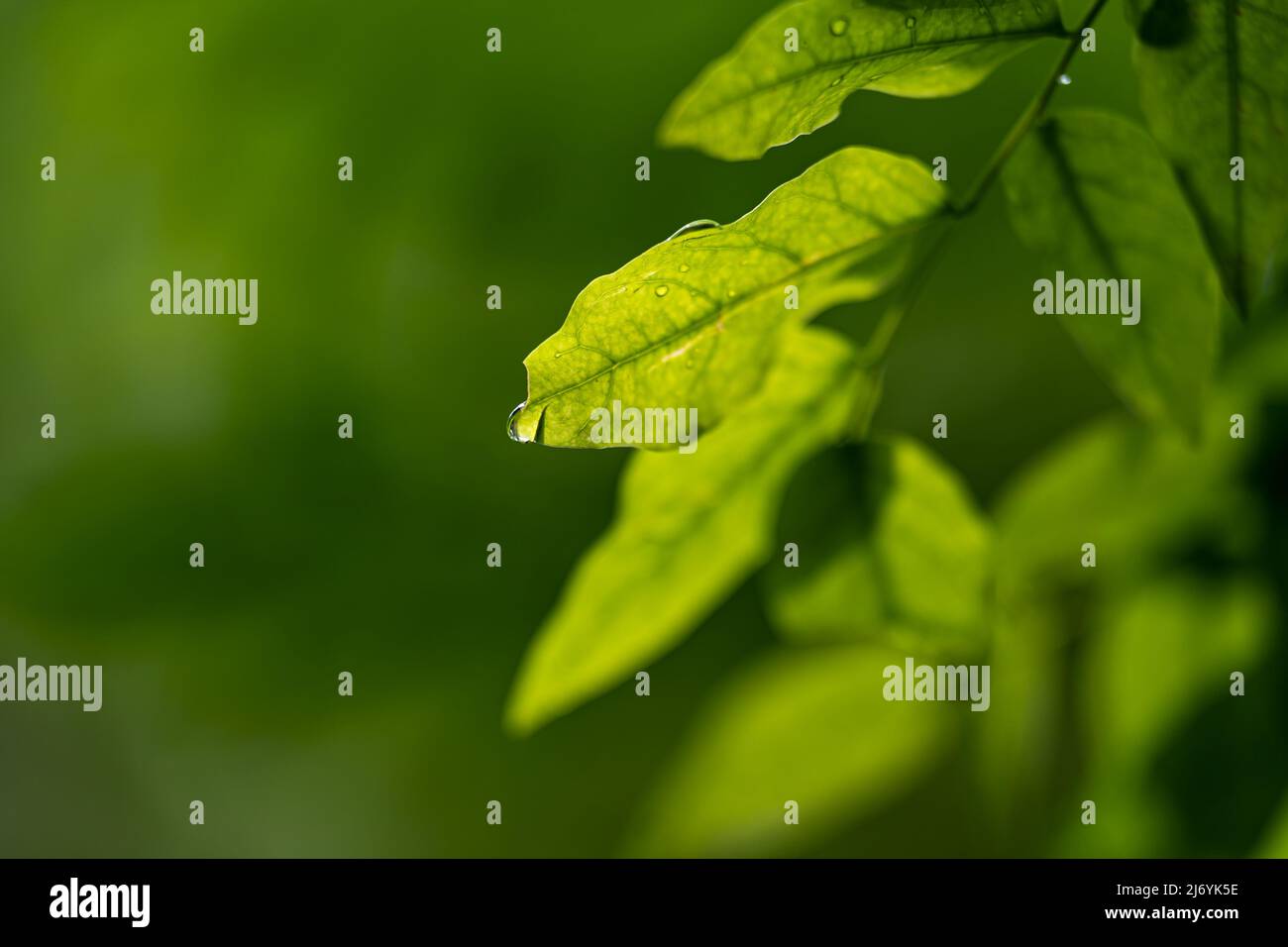 Closeup of Green leaf and Flower, Nature background or texture Stock ...