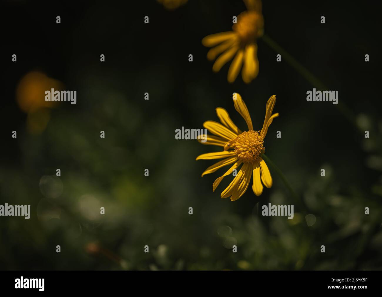 Closeup of Green leaf and Flower, Nature background or texture Stock ...