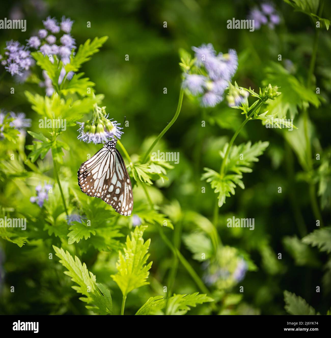 Nature of butterfly and flower in garden Stock Photo - Alamy