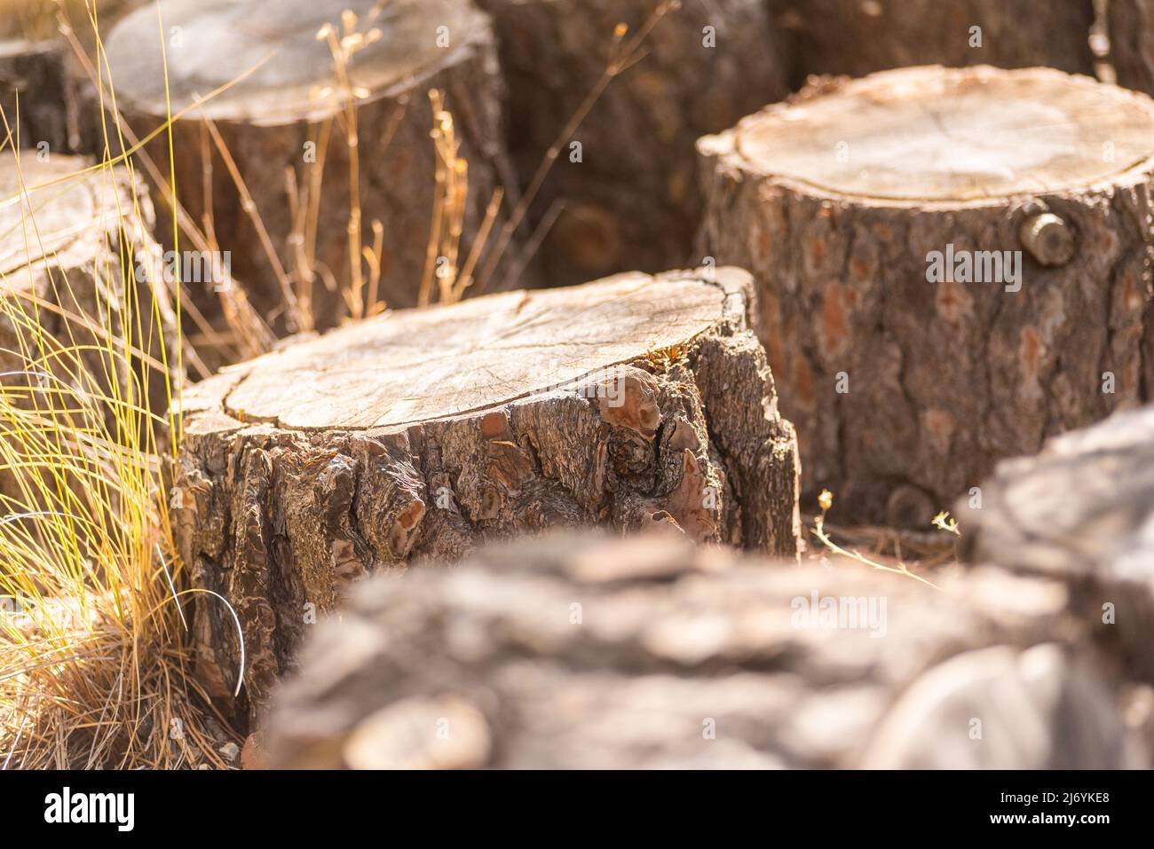 Group of tree stumps in sunny countryside Stock Photo - Alamy