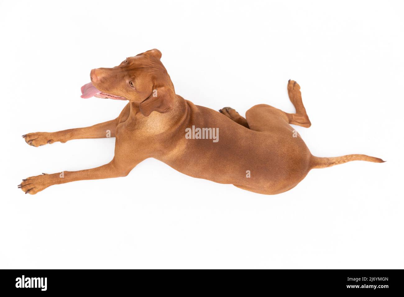 Mountain view of a reclining Female dog lying on a white background ...