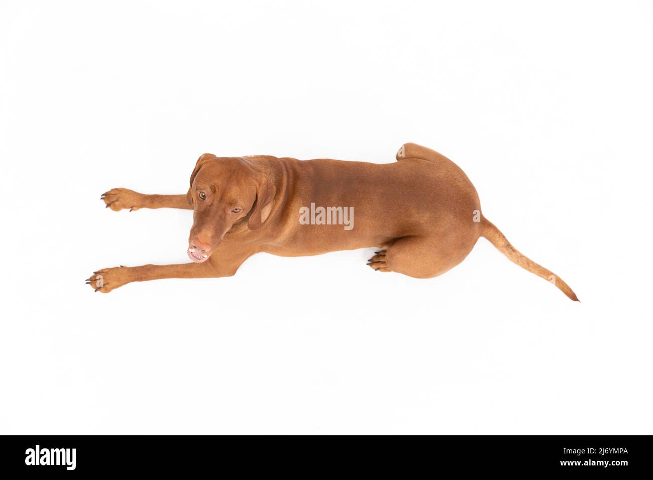 Mountain view of a reclining Female dog lying on a white background ...
