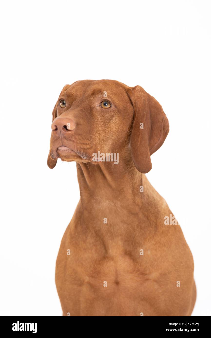 Portrait - front view Female dog. Hungarian Shorthaired Pointed Dog ...