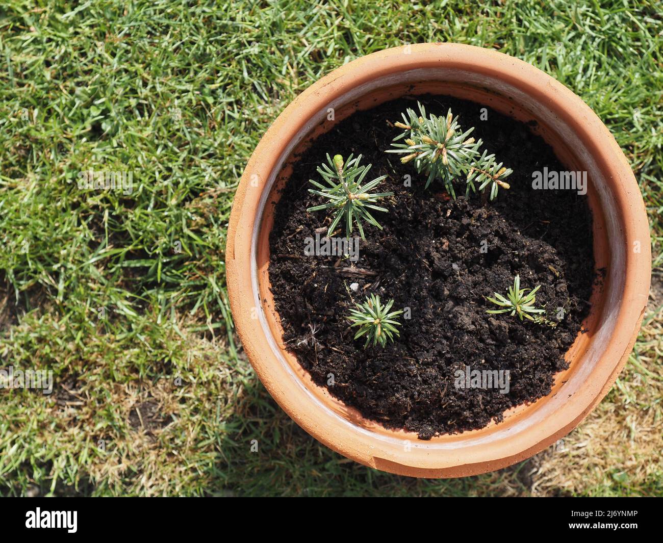 Four young Nordmann firs in a terracotta pot, growth concept ...